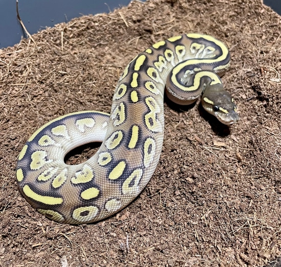 Blackhead Lesser 100% Het Clown 100% Het Hypo Ball Python by Texas ...