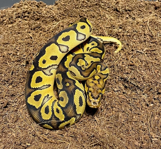 Disco Or Fire Clown Ball Python by Texas Belle Exotics