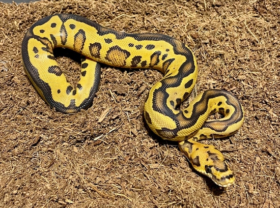 Disco Or Fire Leopard Clown Ball Python by Texas Belle Exotics