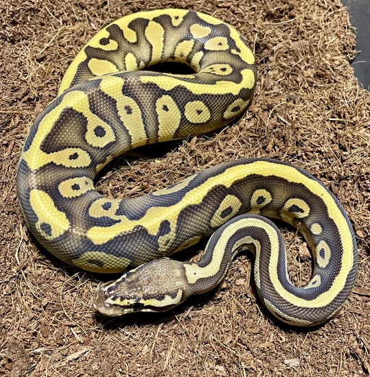 Confusion Lesser Pastel Het Clown Ball Python by Texas Belle Exotics