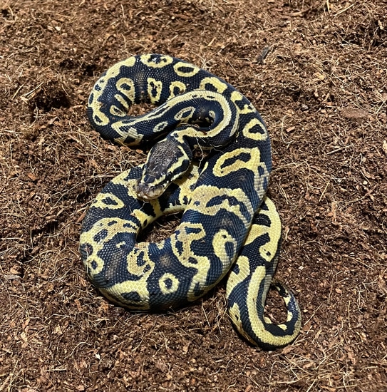 **Confusion Pastel Het Hypo** Ball Python by Texas Belle Exotics