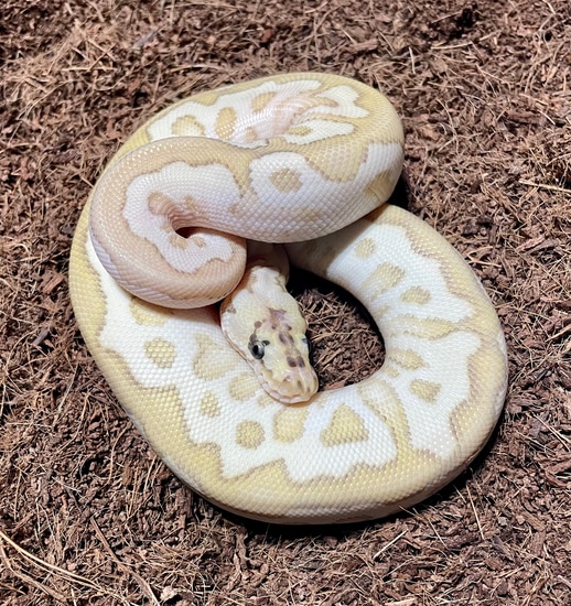 Fire Lesser Spotnose Clown Ball Python by Texas Belle Exotics