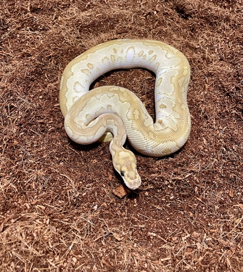Lesser Clown 50% Het Desert Ghost Ball Python by Texas Belle Exotics