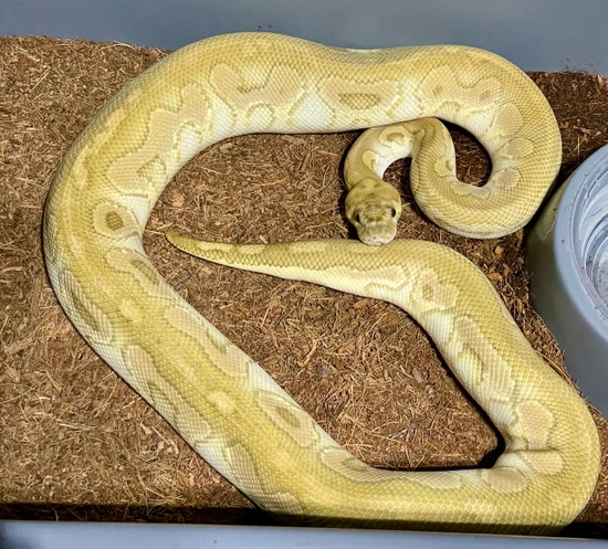 Lesser Clown Pos Red Gene Ball Python by Texas Belle Exotics
