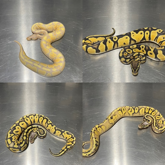 Hypo Puzzle (1.7)Project Ball Python by Texas Belle Exotics