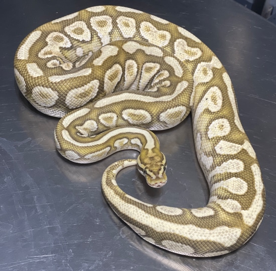 **RTB NO Reserve **Lesser Spotnose Yellowbelly 66% Het. Clown Ball Python by Texas Belle Exotics