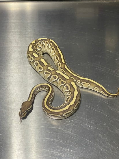 Female Clown Project Ball Python by Texas Belle Exotics