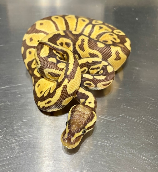 🦋No Reserve🦋Pastel Monarch 50% Het Genetic Stripe Ball Python by Texas Belle Exotics