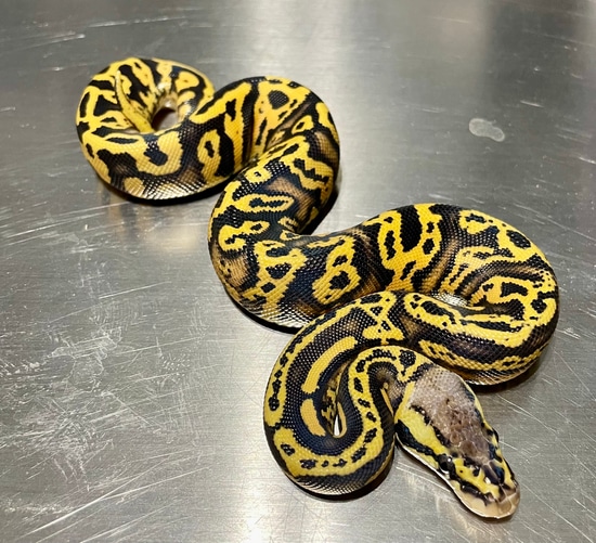 🧩Confusion Orange Dream Super Pastel Weirdo Het Puzzle🧩 Ball Python by ...