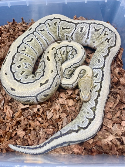 Cypress Pinstripe Desert Ghost H. Clown Ball Python by Texas Belle Exotics