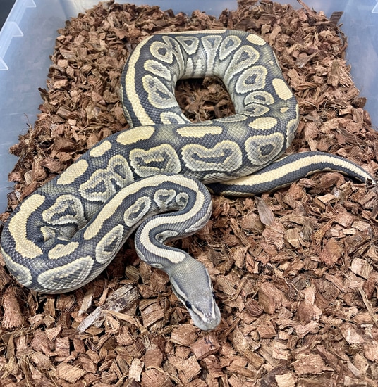 👻🤡Adult Black Pastel Hypo Het Clown🤡👻 Ball Python by Texas Belle Exotics