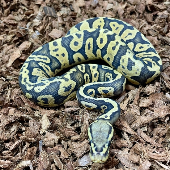 Confusion Pastel Hypo Ball Python by Texas Belle Exotics