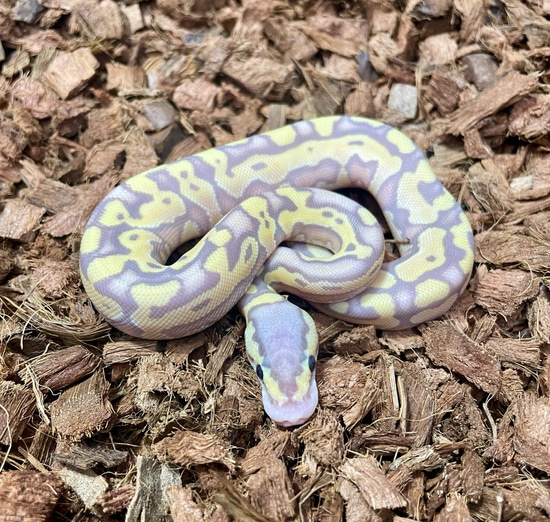 Coral Glow Pastel Puzzle 100% H. Hypo Ball Python by Texas Belle Exotics