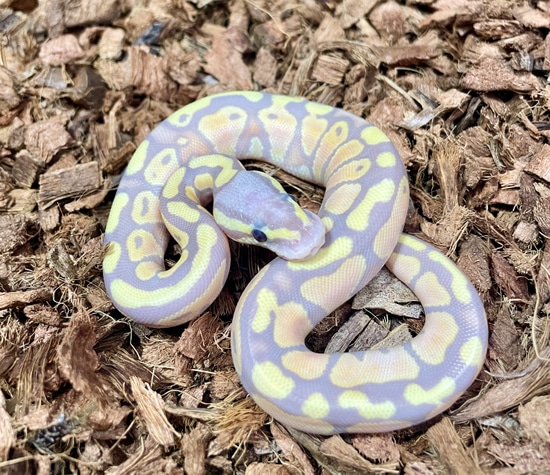 Pastel Coral Glow Hypo Het Puzzle Ball Python by Texas Belle Exotics