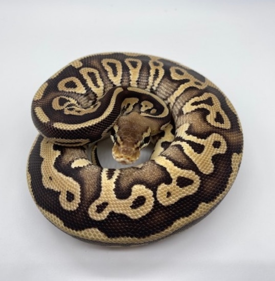 🦋Leopard Mojave Het Monarch (Pos Pastel)🦋 Ball Python by Texas Belle Exotics