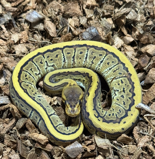 🧩🧩🧩Cypress Pinstripe YB Het Puzzle🧩🧩🧩 Ball Python by Texas Belle Exotics