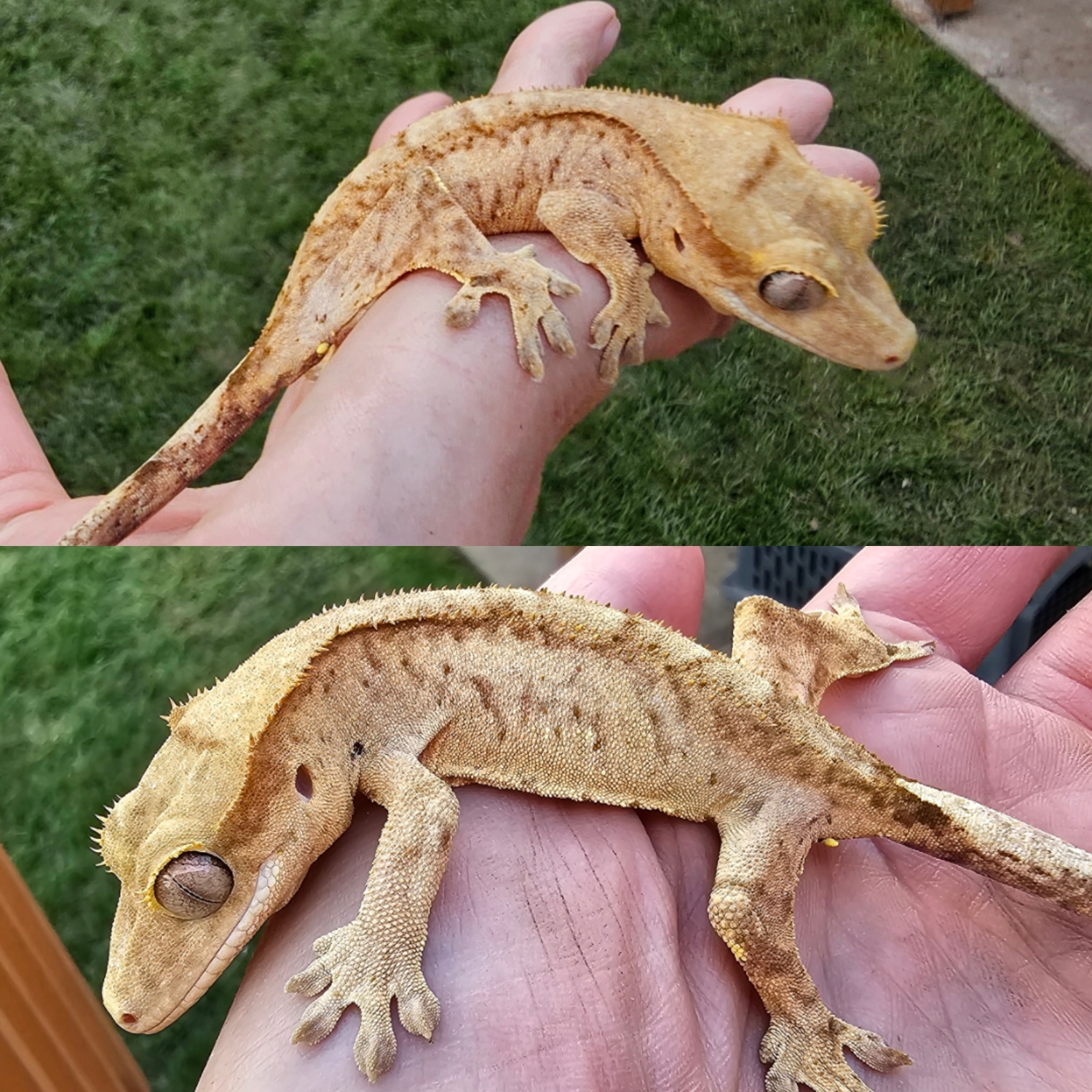 Pale Brindle Male Crested Gecko by Breathe Geckos - MorphMarket
