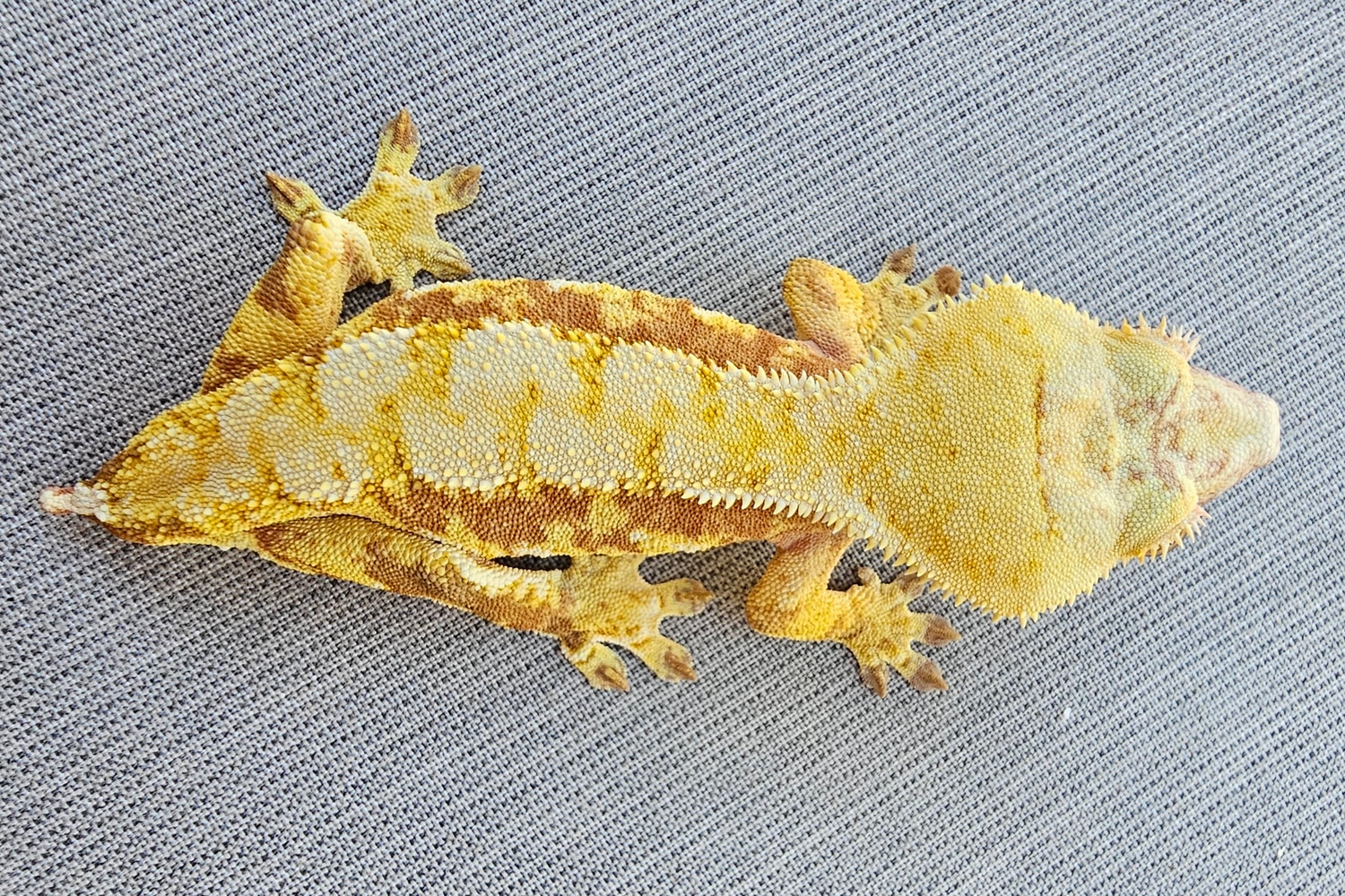 Red Tricolor Crested Gecko by Breathe Geckos - MorphMarket
