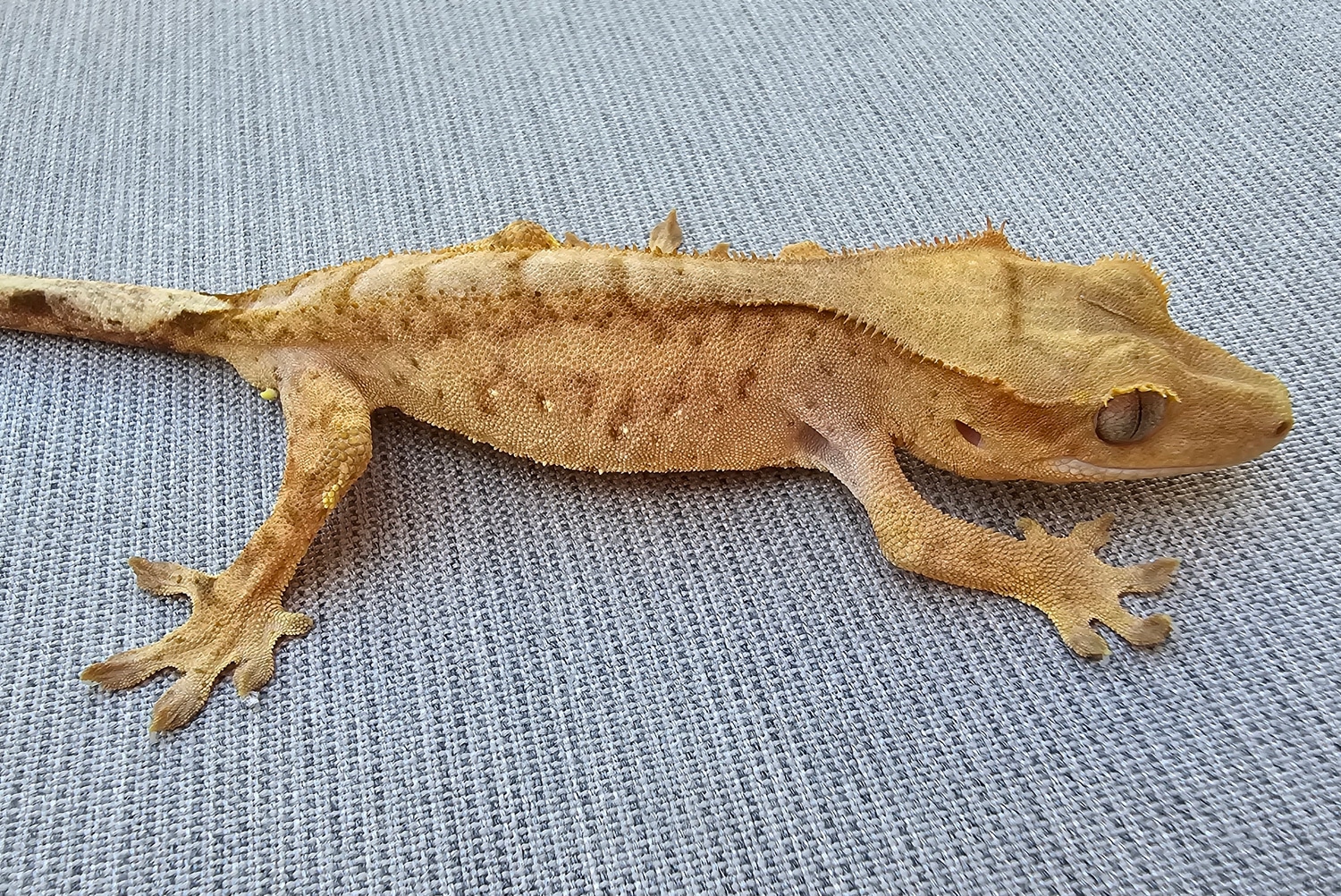 Brindle Crested Gecko by Breathe Geckos - MorphMarket