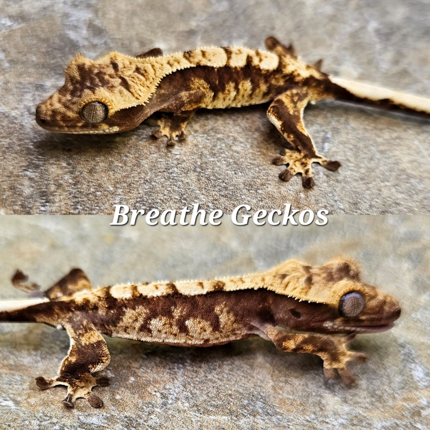 Happy Crested Gecko by Breathe Geckos - MorphMarket