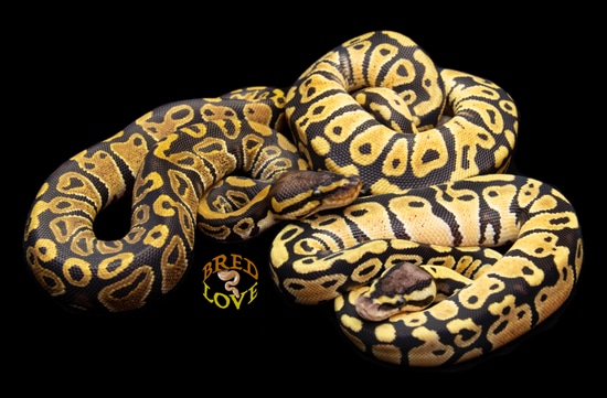 Pastel / Firefly Clown Trio / Breeding Group Ball Python by Bred 2 Love