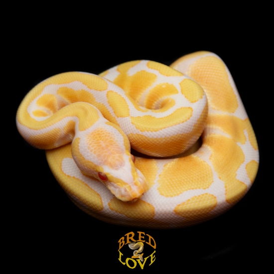 1.0 ‘24 Candino Ball Python by Bred 2 Love