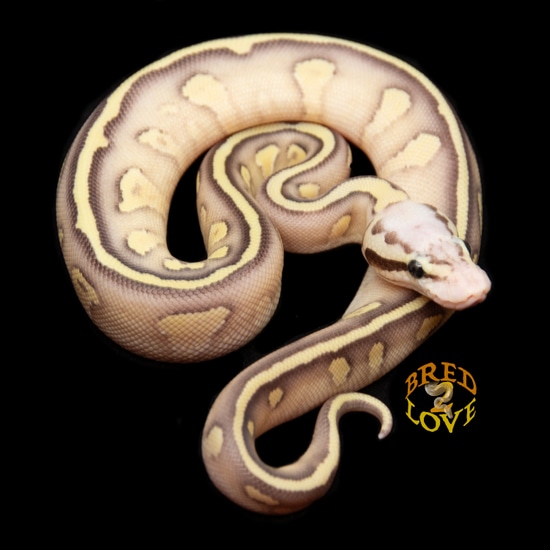 1.0 Lesser Superfly Het Clown Ball Python by Bred 2 Love