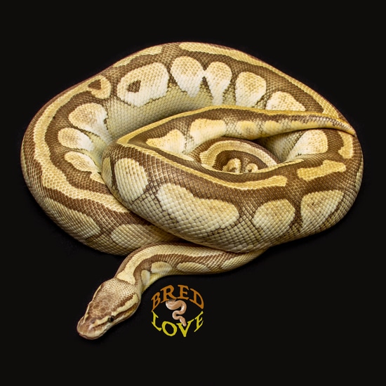 5 Proven Breeder Girls Ball Python by Bred 2 Love
