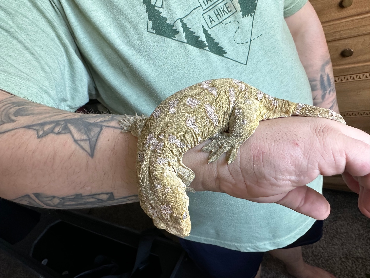 Leachie Unknown Locale Leachianus Gecko by Bluebonnet Exotics - MorphMarket