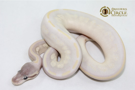 Opal Diamond F1 Ball Python by Breeder's Circle