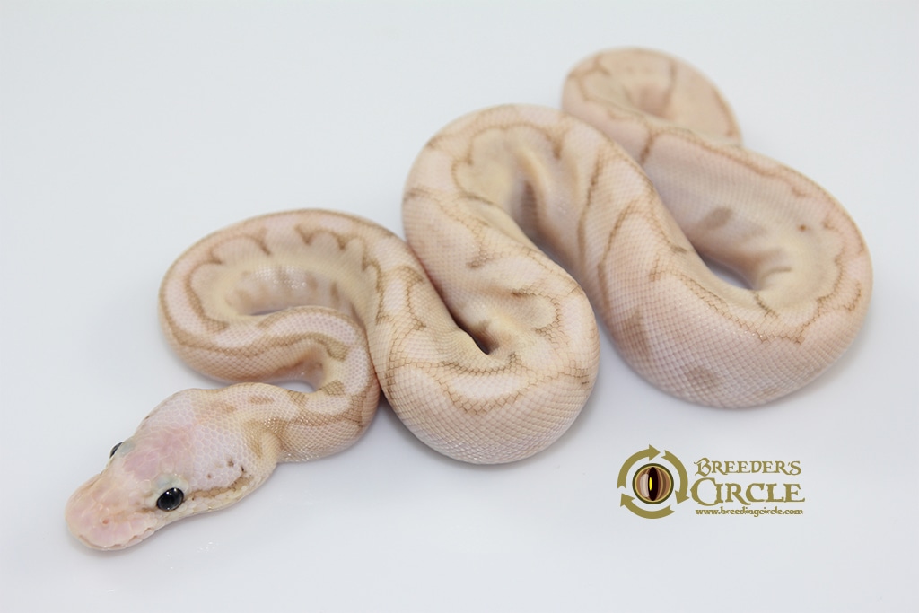 Bamboo Pewter Spinner M76 Ball Python by Breeder's Circle - MorphMarket