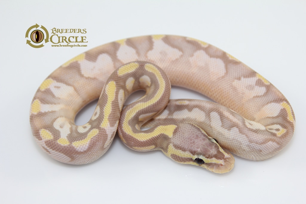 Super Pastel Calico Banana F18 Ball Python by Breeder's Circle ...