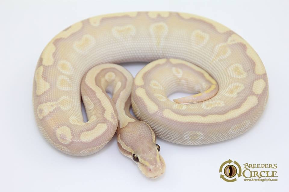 Lesser Ghi Ultramel M17001 Ball Python by Breeder's Circle - MorphMarket