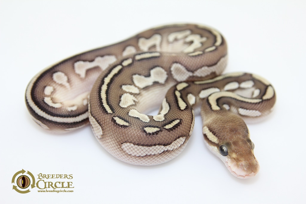 Bongo Lesser Chocolate M17035 Ball Python by Breeder's Circle - MorphMarket