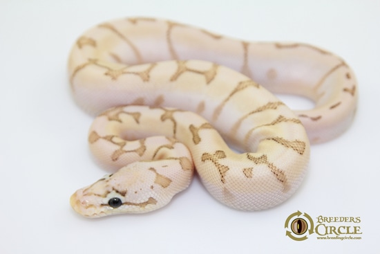 Bamboo BumbleBee Yellowbelly M17060 Ball Python by Breeder's Circle
