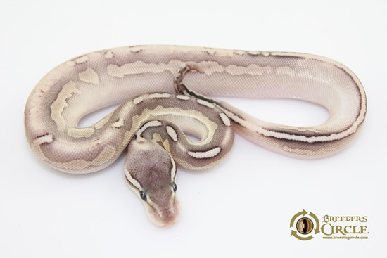 Lesser Pewter Sacred M17133 Ball Python by Breeder's Circle