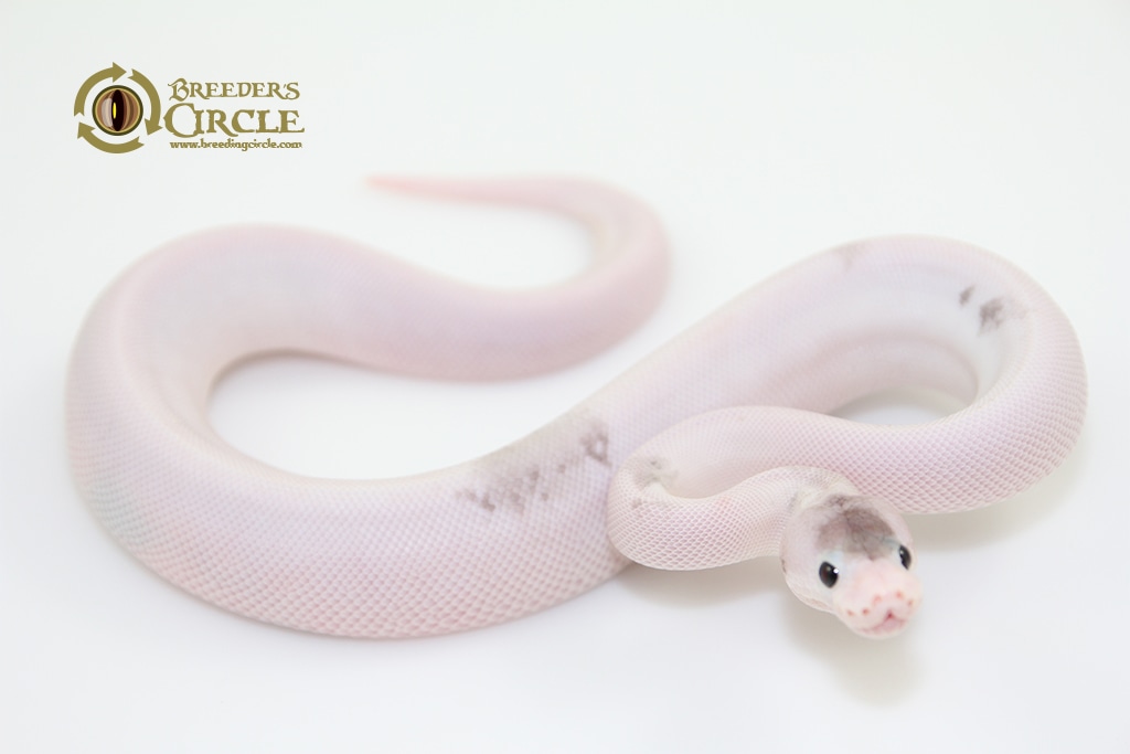 Pastel Grey Matter M17282 Ball Python by Breeder's Circle - MorphMarket