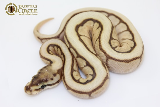 AHI Lesser Bee M17285 Ball Python by Breeder's Circle