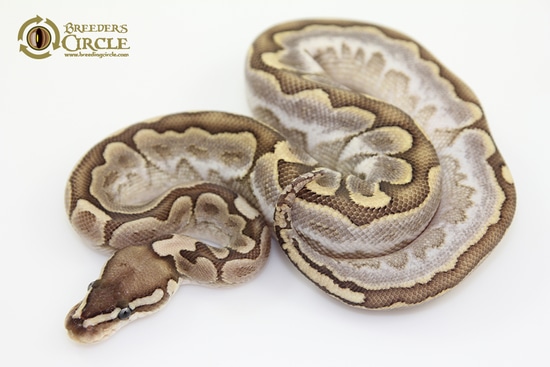 Bamboo Calico M17339 Ball Python by Breeder's Circle