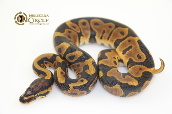 Leopard Scaleless Head 100% Het Albino M18034 Ball Python by Breeder's ...