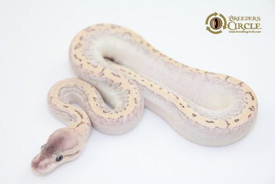 Bamboo Black Pastel Pinstripe Yellowbelly M18318 Ball Python by Breeder ...