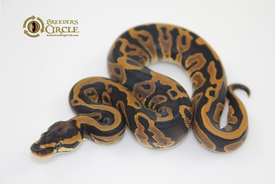 Leopard 100% Het Pied F18250 Ball Python by Breeder's Circle