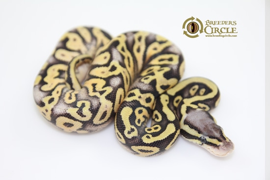 Super Pastel Yellowbelly 100% Het Pied F18222 Ball Python by Breeder's ...