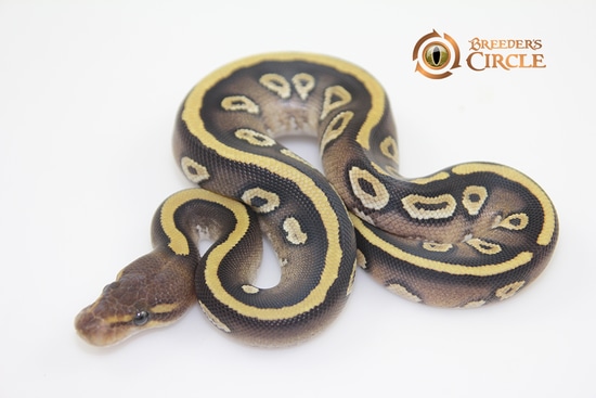 Mahogany Mojave Harlequin M18406 Ball Python by Breeder's Circle