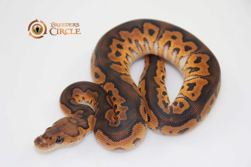 Black Pastel Clown M18514 Ball Python by Breeder's Circle - MorphMarket