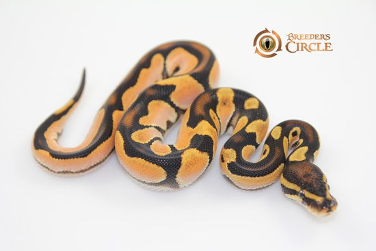 Super Orange Dream Calico M18537 Ball Python by Breeder's Circle