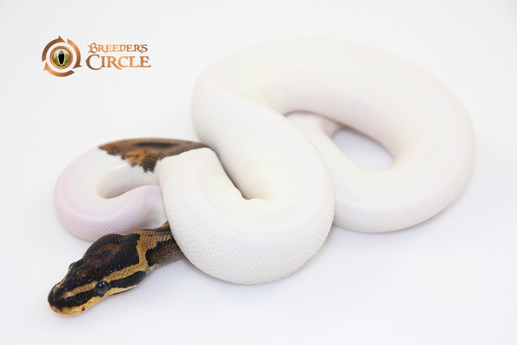 Pied M18601 Ball Python by Breeder's Circle - MorphMarket