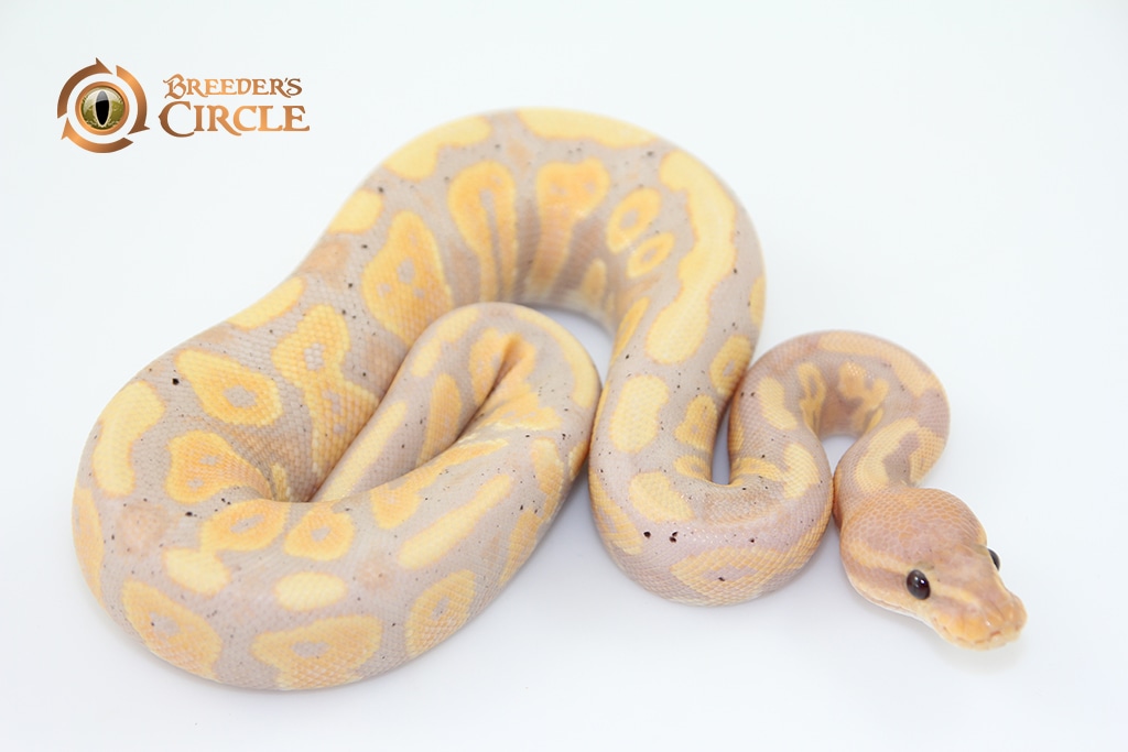 Banana Mahogany M18641 Ball Python by Breeder's Circle - MorphMarket
