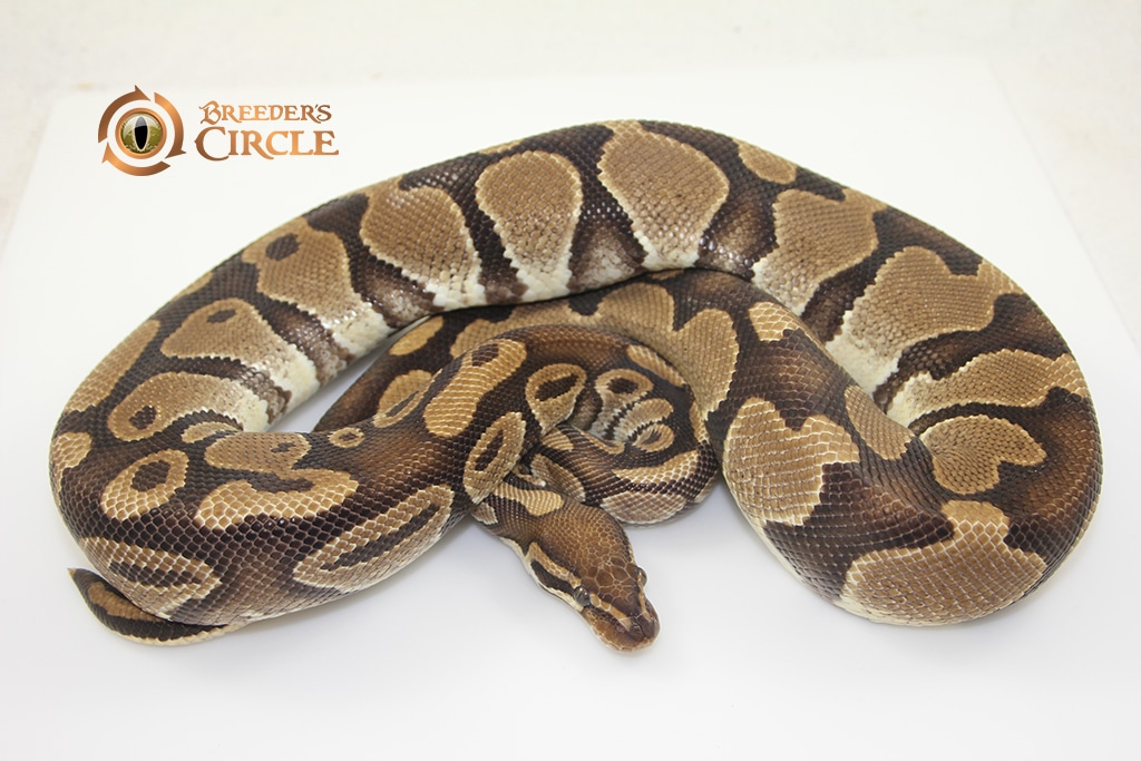 100% Het Lavender Albino F161 Ball Python by Breeder's Circle - MorphMarket