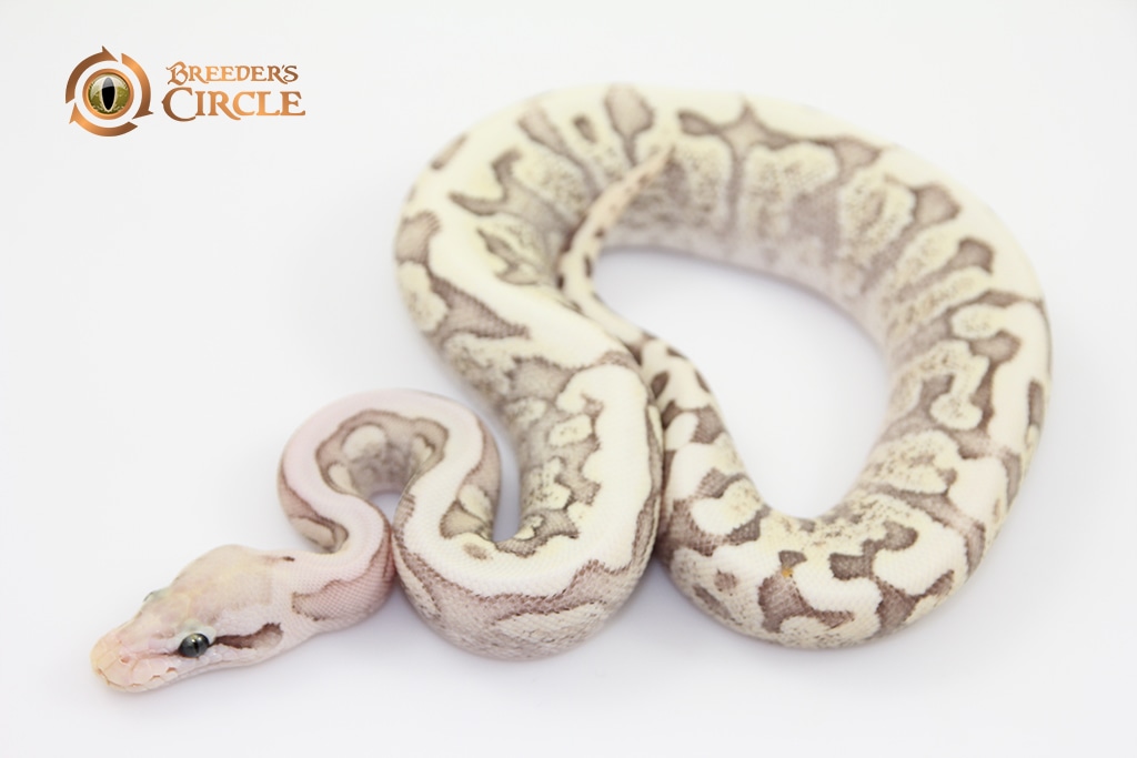 Ghi Bumble Bee Mojave Fire F18813 Ball Python by Breeder's Circle - MorphMarket